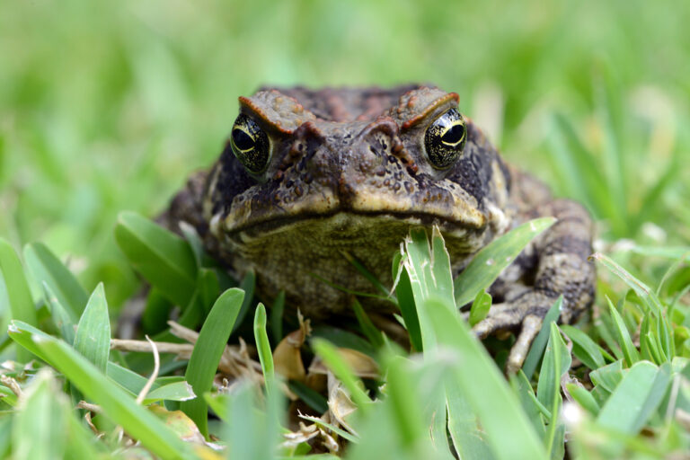 Top 10 Invasive Species That Destroyed Ecosystems – Devastating Disasters